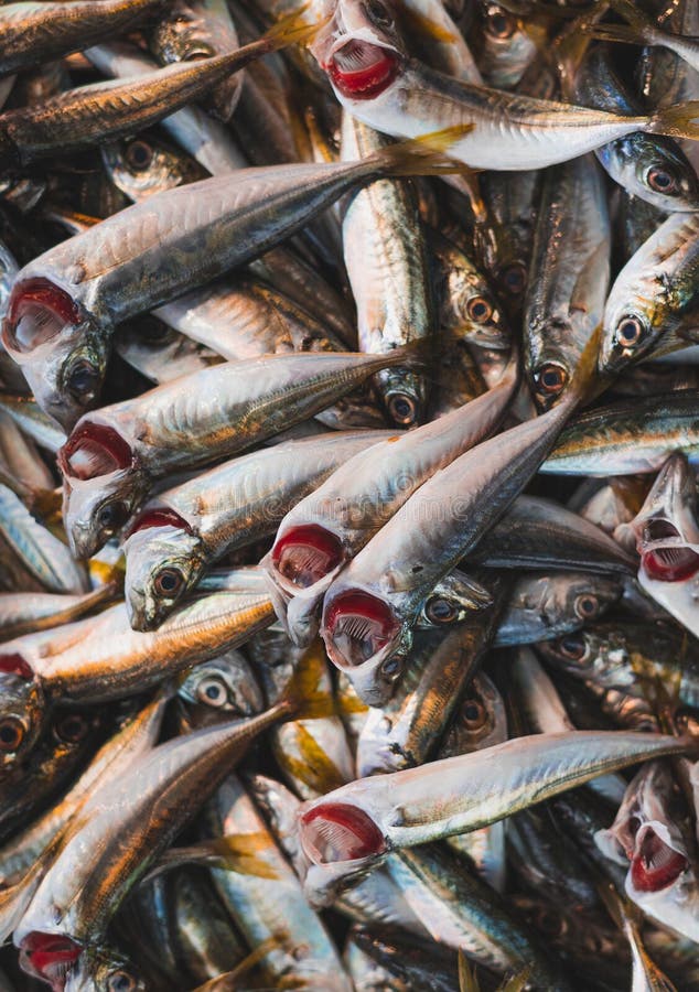Fresh Fish on the Counter of the Store Stock Photo - Image of pattern ...