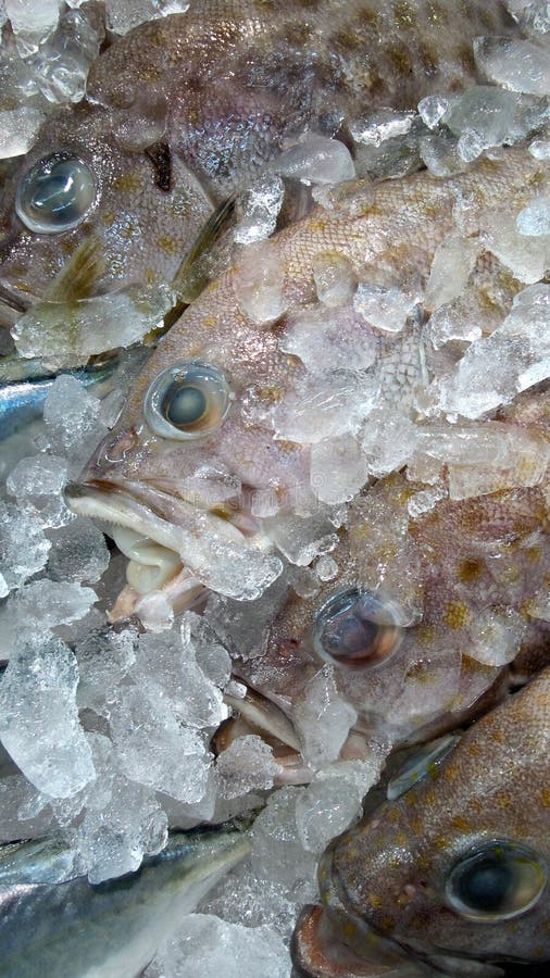 Fresh fish covered stock photo. Image of scale, fresh - 35496578