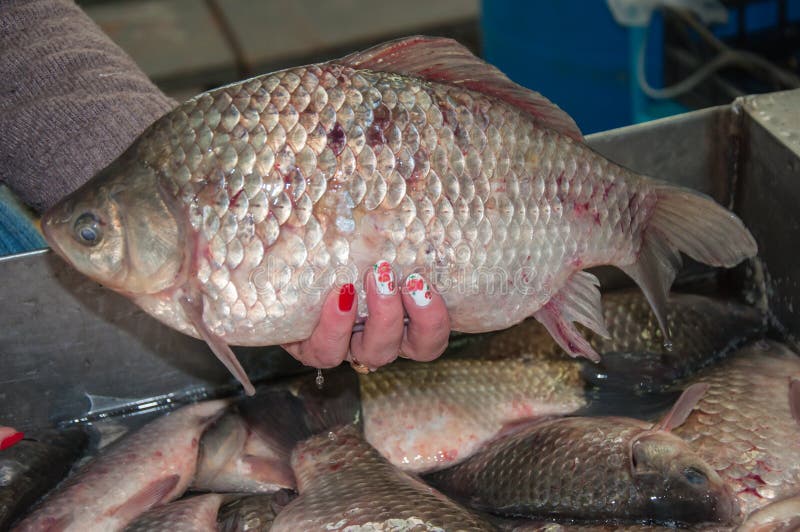 Fresh Fish Crucian is Sold at the Bazaar Stock Photo - Image of natural ...