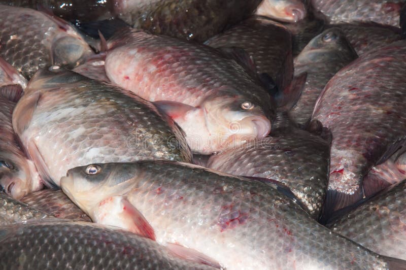 Fresh Fish Crucian is Sold at the Bazaar Stock Image - Image of shop ...
