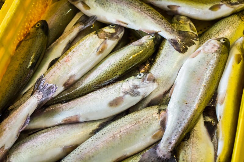 Fresh Fish in Different Sizes Laying on a Table Stock Image - Image of ...