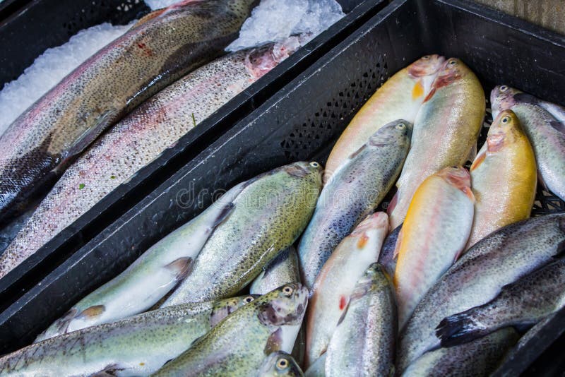 Fresh Fish in Different Sizes Laying on a Table Stock Image - Image of ...