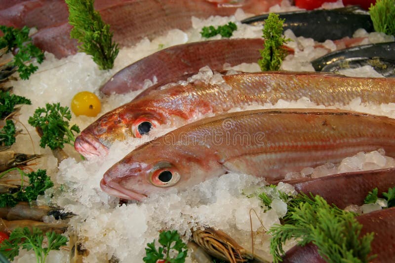 Fresh Fish Display stock photo. Image of health, nature - 5491438