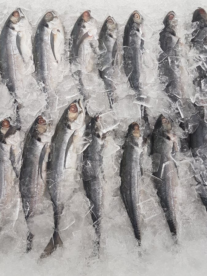 Fresh Fish display stock photo. Image of display, fish - 72399028