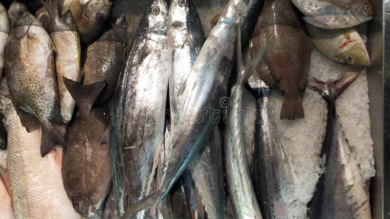 Fresh Fish Display at the Market Stock Photo - Image of meal, fishes ...