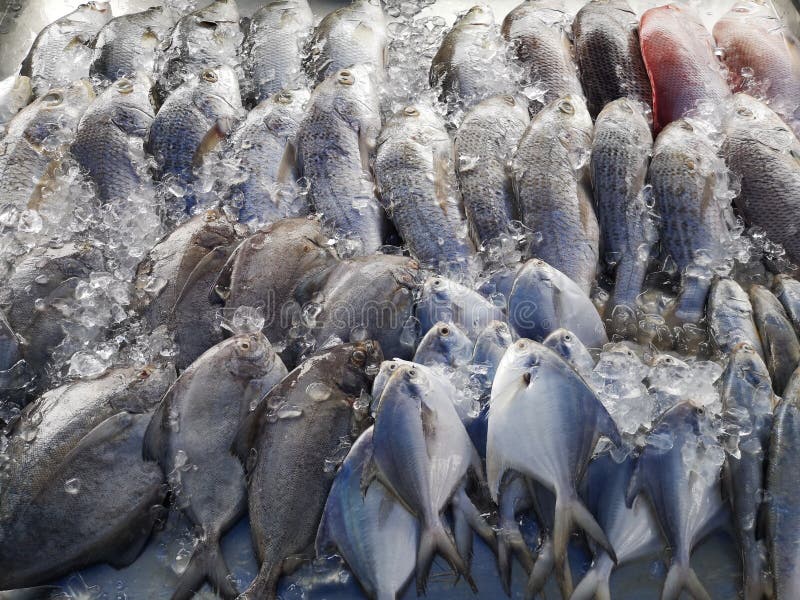 Fresh Fish Display at Fresh Street Market Stock Photo - Image of food ...