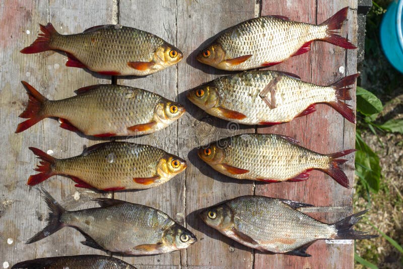 Fresh fish European roach stock image. Image of silver - 98784613