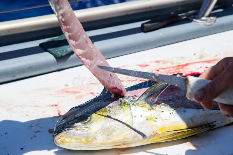 Fresh Cut Fish on an Ocean Charter Boat Stock Photo - Image of trip ...