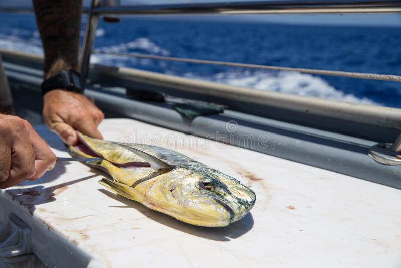 Fresh Cut Fish on an Ocean Charter Boat Stock Photo - Image of healty ...