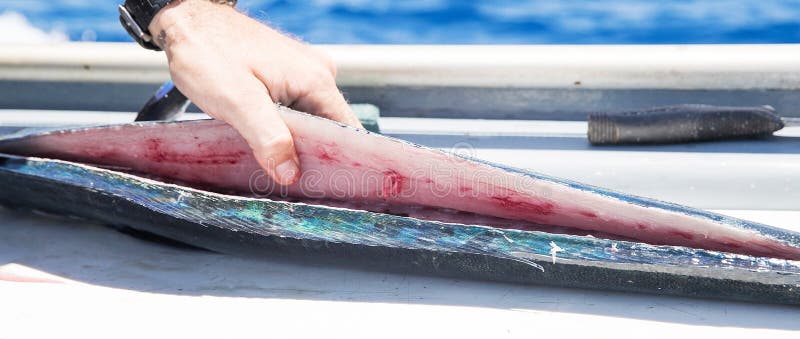 Fresh Fish stock image. Image of cutting, sport, fresh - 18897865