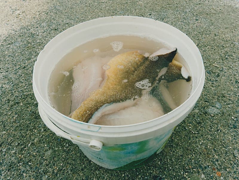 Fresh Fish Fillets in Water. Raw Cod Fish Steaks in Bucket. Food ...