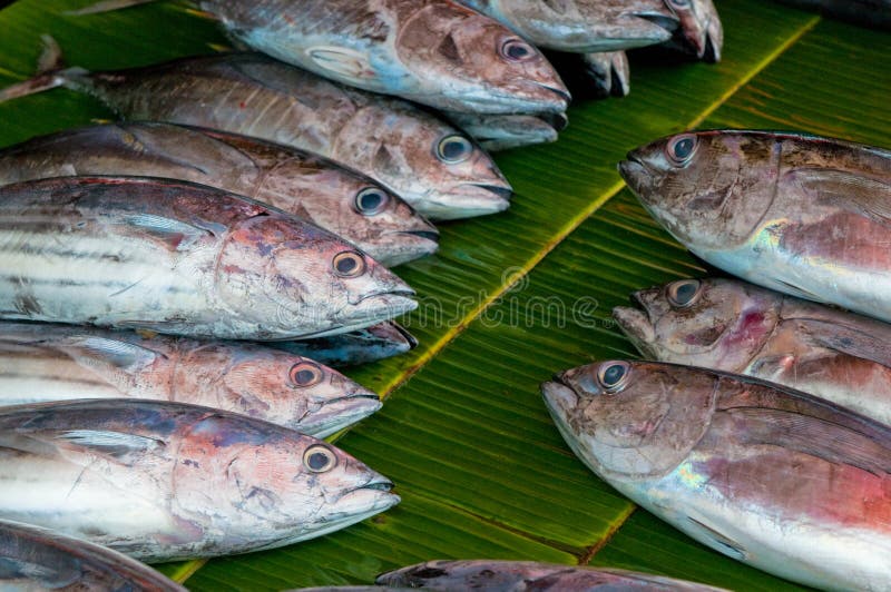 Fresh Fish at a Fish Market Stock Image - Image of meal, dead: 6709279