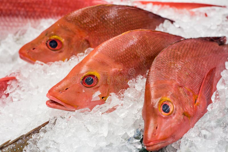 Fresh Fish at a Fish Market Stock Image - Image of meal, dead: 6709279