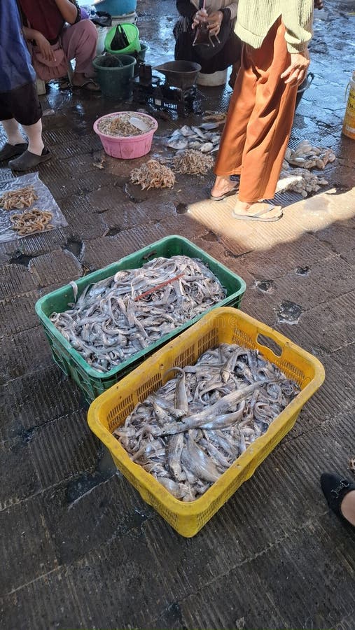 Fresh Fish from Fishermen& X27;s Catch? Stock Photo - Image of catch ...