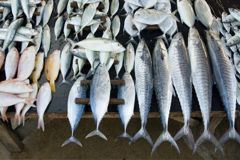 Fresh Fish at a Fish Market Stock Image - Image of meal, dead: 6709279