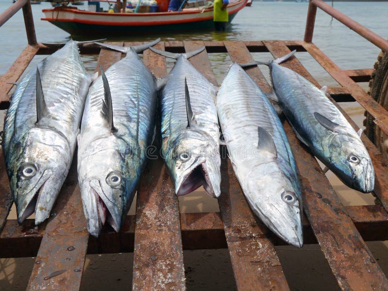 Fresh fish stock photo. Image of fish, catch, delicacy - 59481276