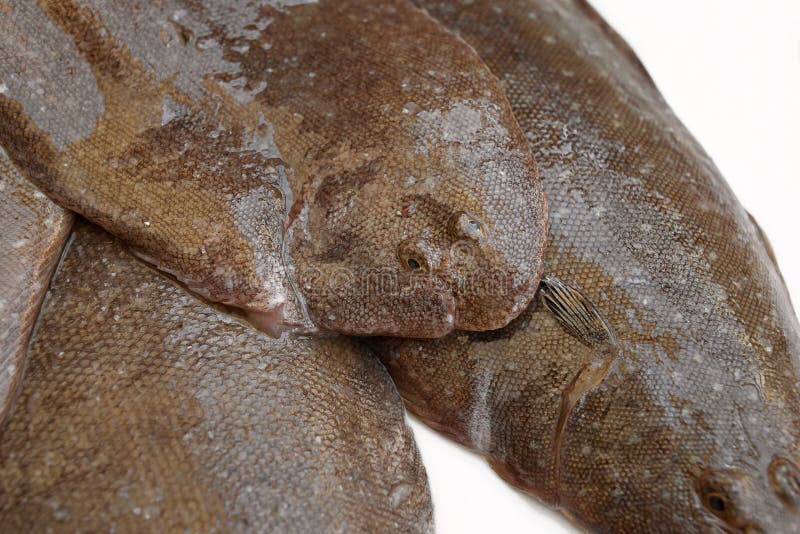 Fresh Fish Flounder on the Plate Stock Photo - Image of board, flat ...