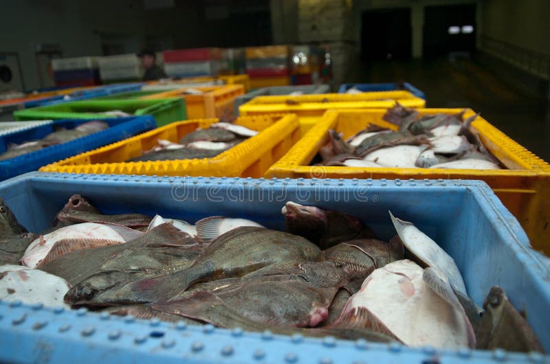 Fresh Cod Fish in Shipping Container Stock Photo - Image of boxes ...