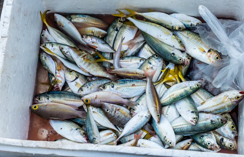 Fresh fish in box stock photo. Image of nature, delicious - 103189786