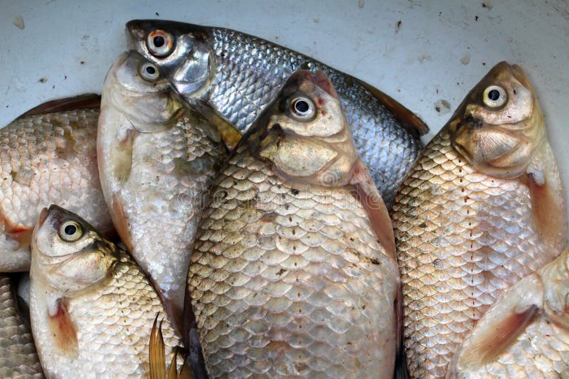 Fresh Fish from Fresh Water Stock Photo - Image of live, pond: 282807892