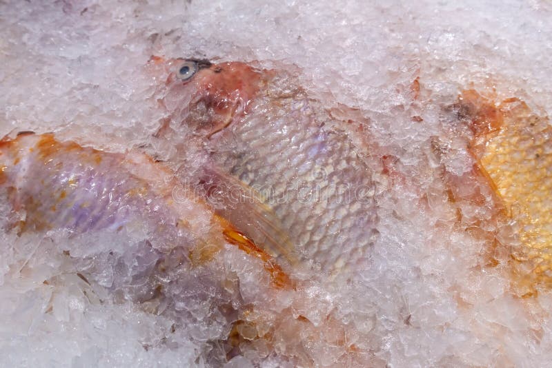 Fish frozen in ice stock photo. Image of trouts, water - 18783130
