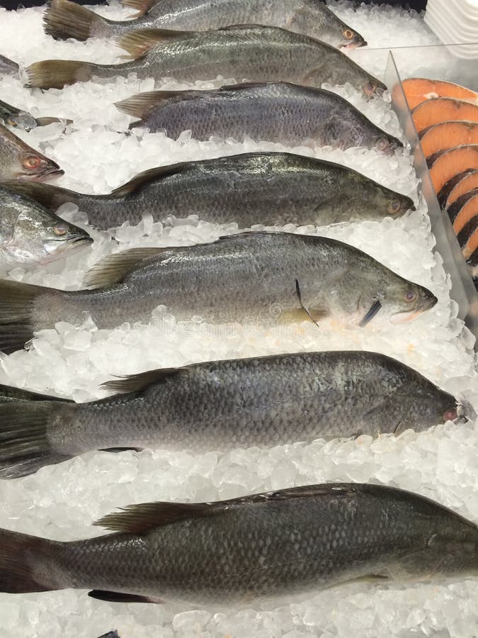 Fresh fish frozen on ice stock image. Image of sell, market - 75828659