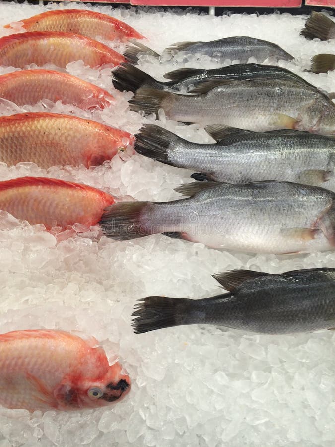Fresh fish frozen on ice stock image. Image of slide - 75828673