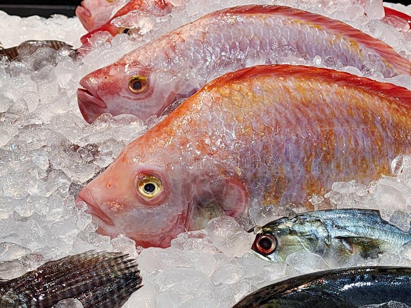 Fresh Fish Frozen Ice in the Supermarket Stock Photo - Image of buying ...