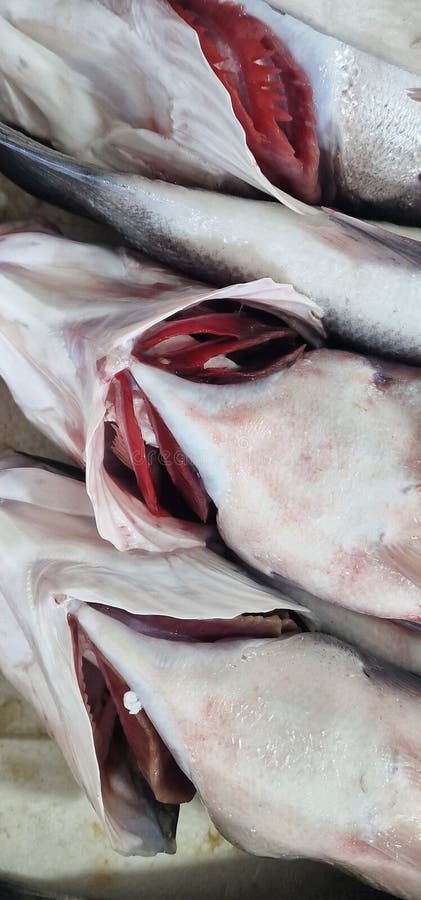 Fresh Fish Gills are always Bright Red Stock Photo - Image of healthy ...