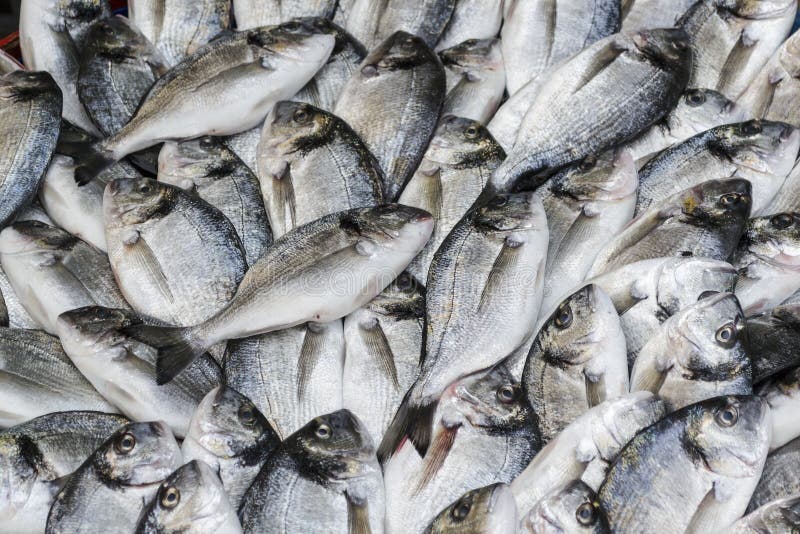 Fresh fish gilthead bream stock photo. Image of delicious - 31428876