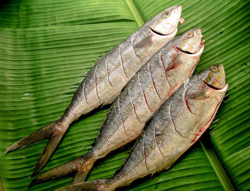 Fresh Fish on the Green Leaf Stock Photo - Image of three, scale: 75122304