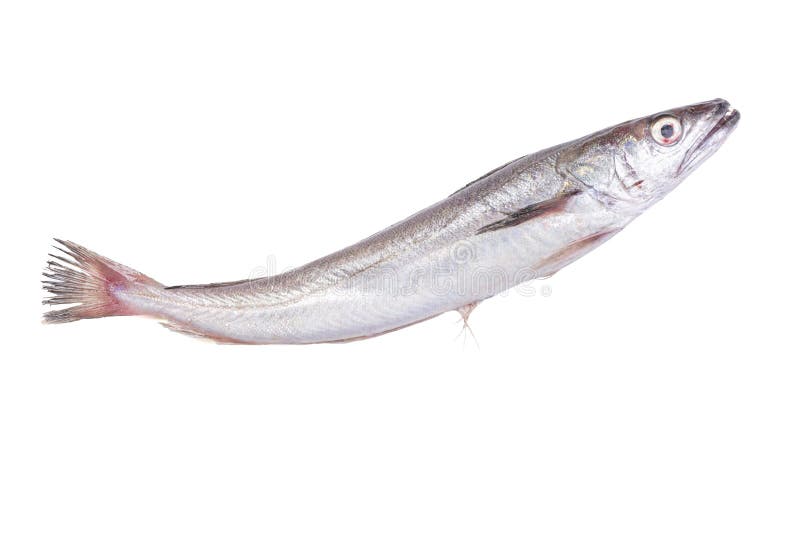 Fresh fish, hake stock photo. Image of hake, healthy - 208183692