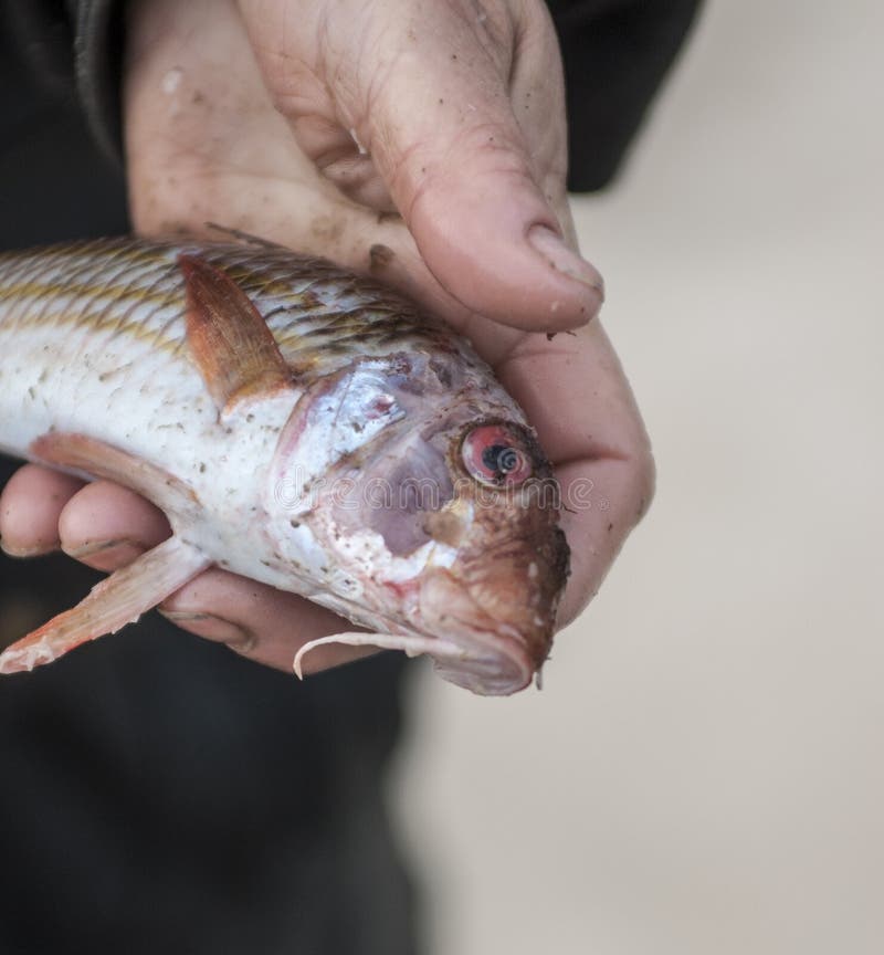 Fresh fish in hand stock image. Image of food, catch - 157259851