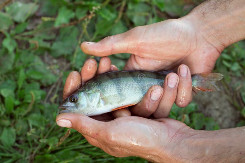 Fresh fish stock photo. Image of bass, fish, striped - 33256068