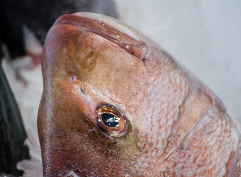 Fresh Fish Head Cutlet on Ice in Close-up. Stock Photo - Image of yummy ...