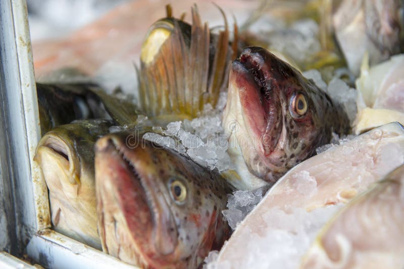 Fresh Fish Heads, Fish Heads on Ice Stock Image - Image of cutting ...