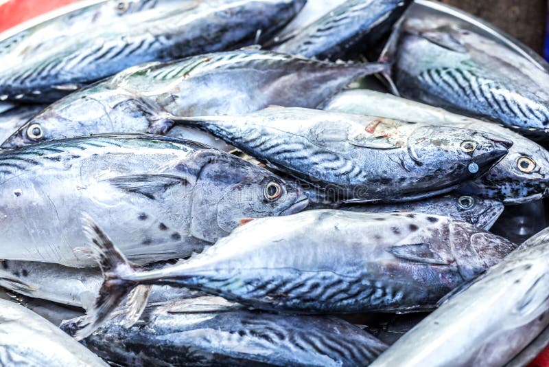 Fresh fish stock image. Image of fresh, natural, eating - 55379505