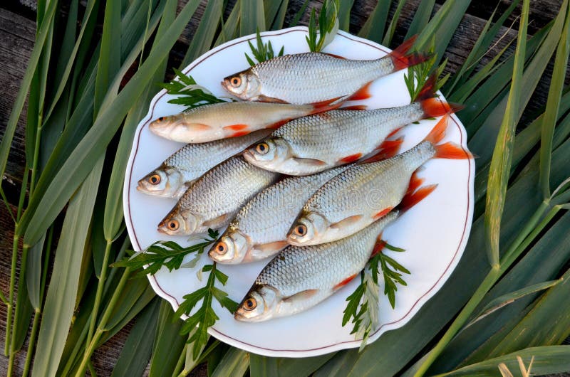 Fresh Fish stock image. Image of animal, delicacy, frozen - 41339937