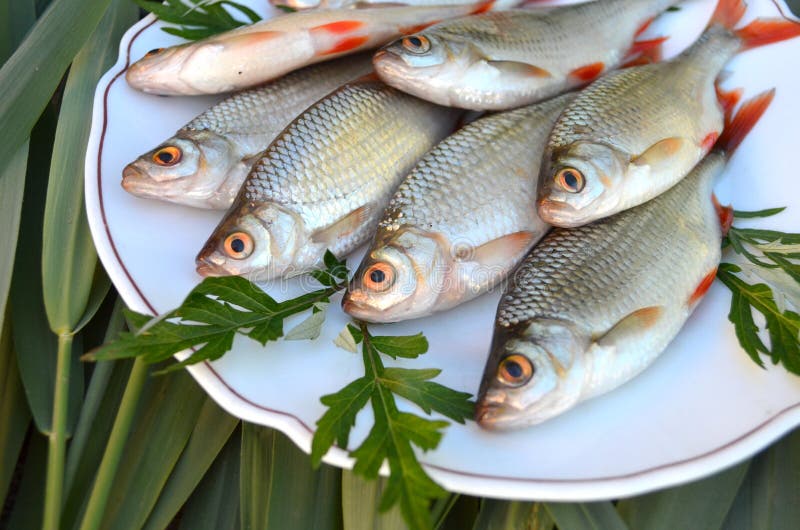 Fresh Fish stock photo. Image of delicacy, ingredient - 41339886