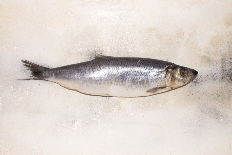 Fresh Fish Herring.Herring Background. Stock Photo - Image of marine ...