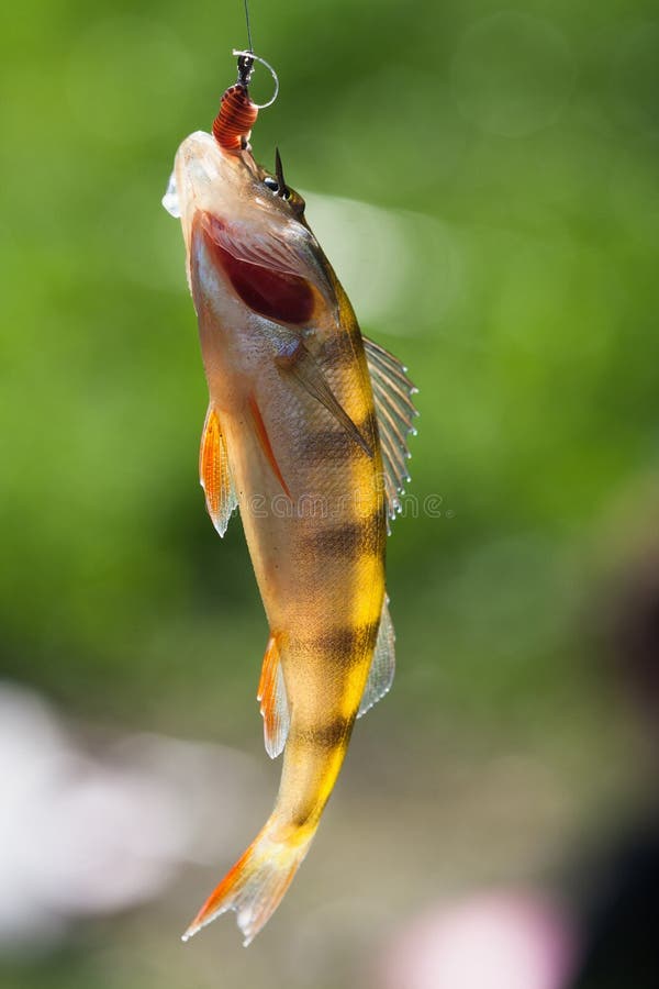 Fresh fish on hook stock image. Image of live, fins, hook - 55500593