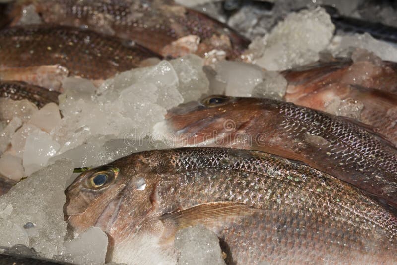 Fresh fish on Ice stock image. Image of food, ocean, beautiful - 12542433