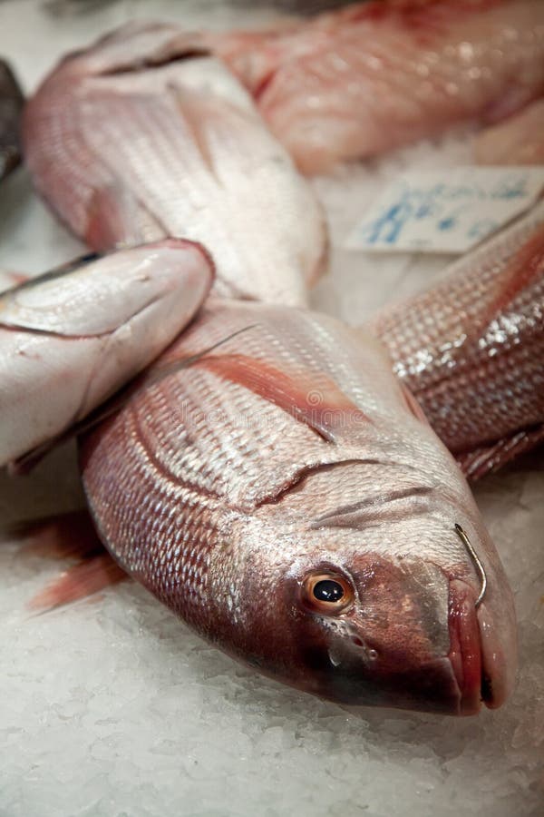 Fresh fish on ice stock photo. Image of seafood, market - 22135616