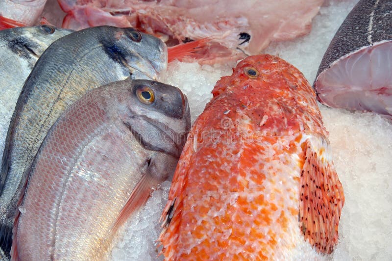 Fresh fish on ice stock photo. Image of fish, healthy - 2446830