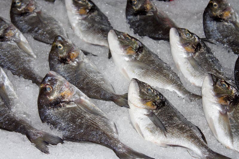 Fresh fish on ice stock photo. Image of trade, cool, market - 25716548