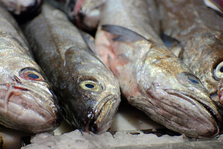 Fresh Fish on Ice stock image. Image of fresh, freshness - 2712537