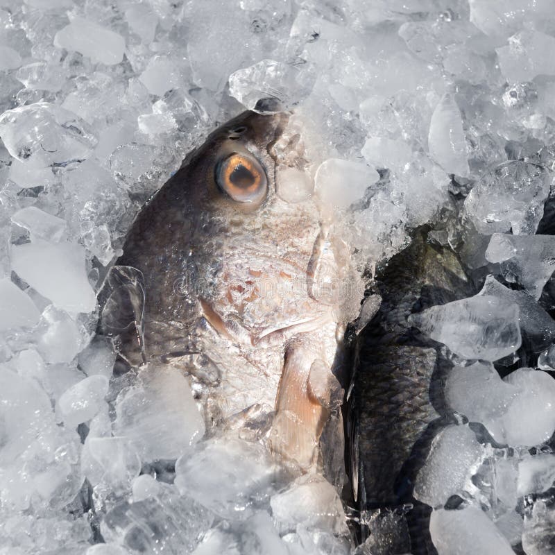 Fresh fish on ice stock image. Image of ingredient, nature - 29079685