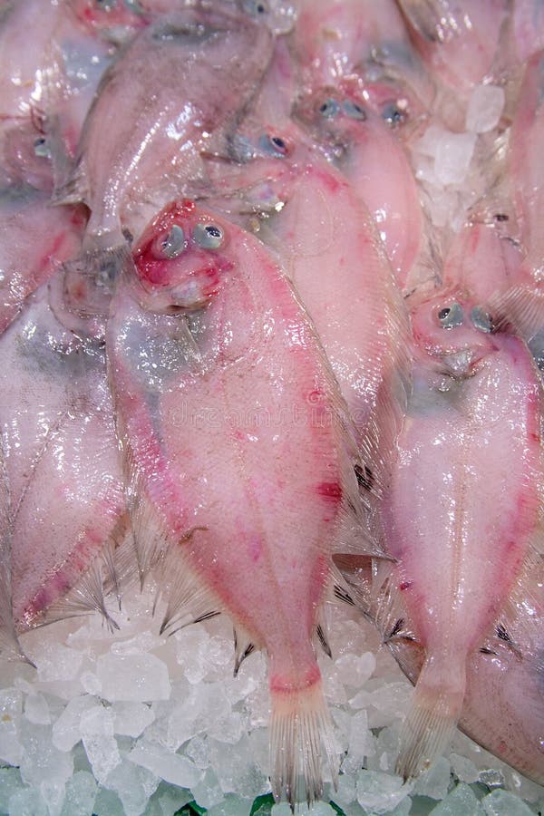 Fresh fish on the ice stock photo. Image of traditional - 3518414