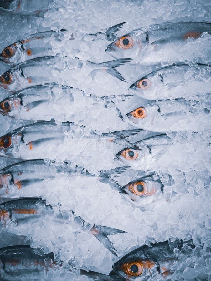 Instagood Fish Ice Swim Tropicalfish Tropical Fisheye Aquaria Water ...