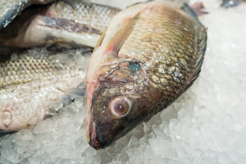 Fresh Fish on Ice Display in a Supermarket Stock Photo - Image of ...